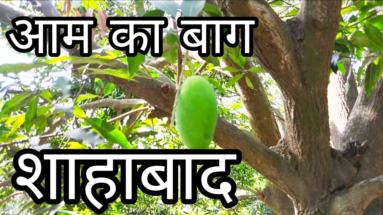 आम का बागान | mango bagan #shahbaad #vlog - YouTube