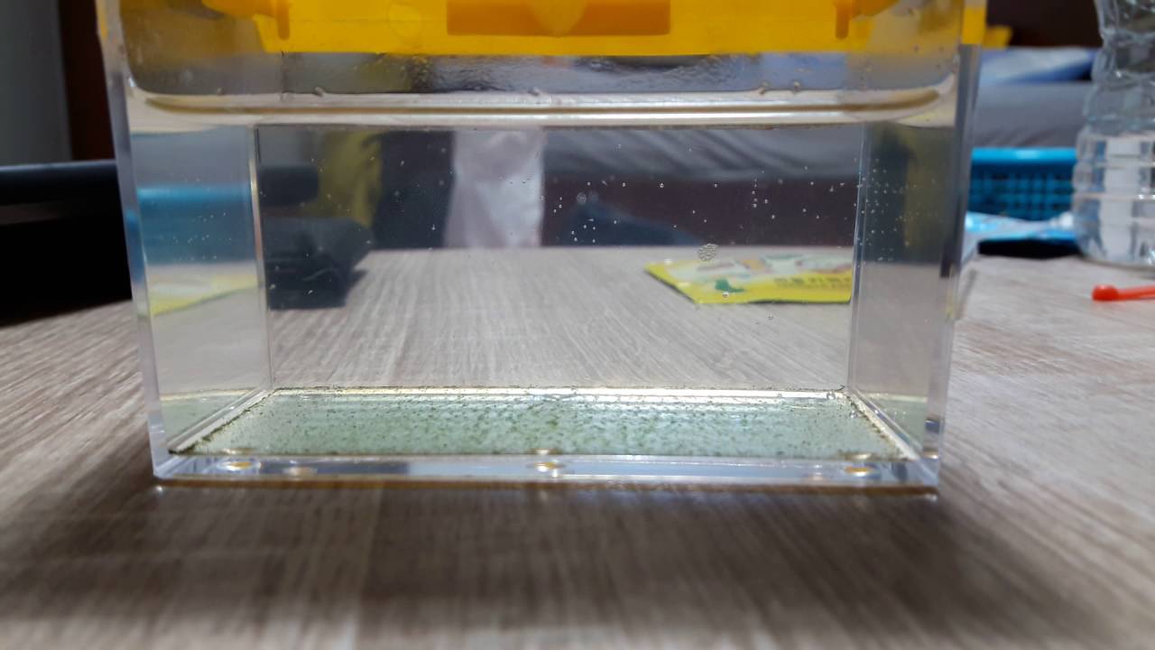 Update : Sea monkeys hatched - YouTube