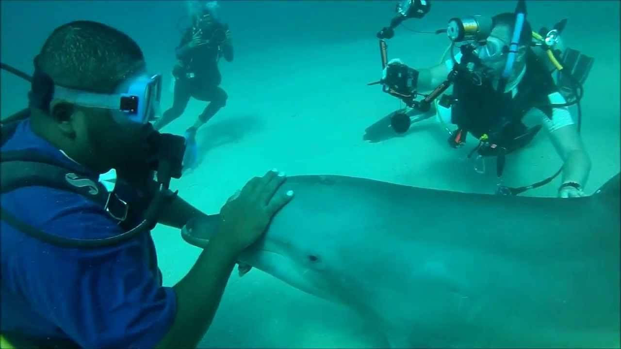 Dive with Dolphins - Roatan, Honduras - YouTube