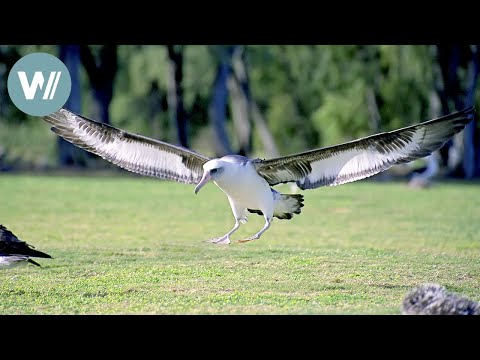 Landung frei für die Albatrosse | Tiere vor der Kamera (1992) | Folge 28/57