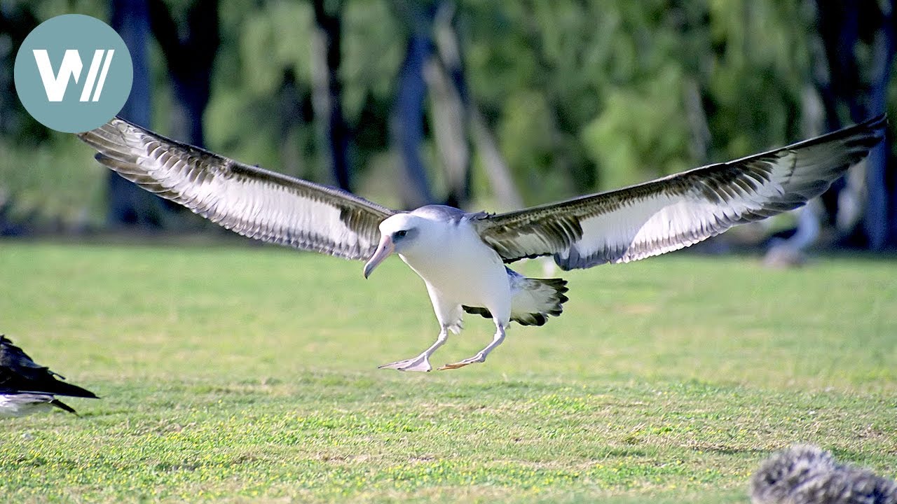 Landung frei für die Albatrosse | Tiere vor der Kamera (1992) | Folge ...
