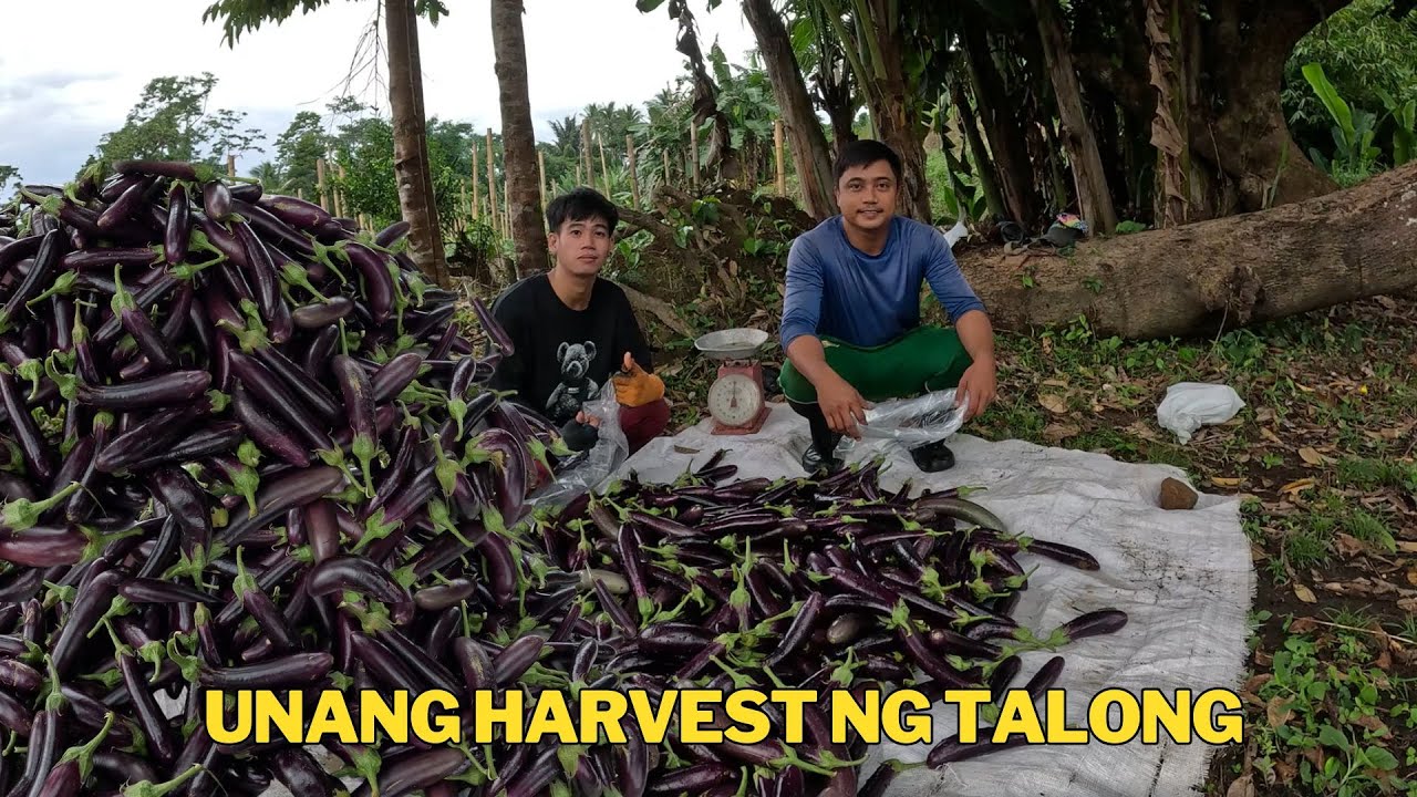 UNANG PITAS NG ATING TALONG THANK YOU LORD SA MASAGANANG BUNGA - YouTube