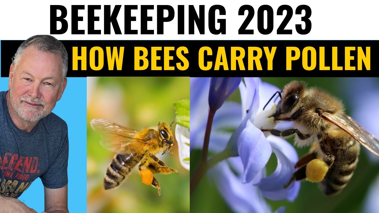 Beekeeping | Unbelievable! Bees Perform an Incredible Task - YouTube