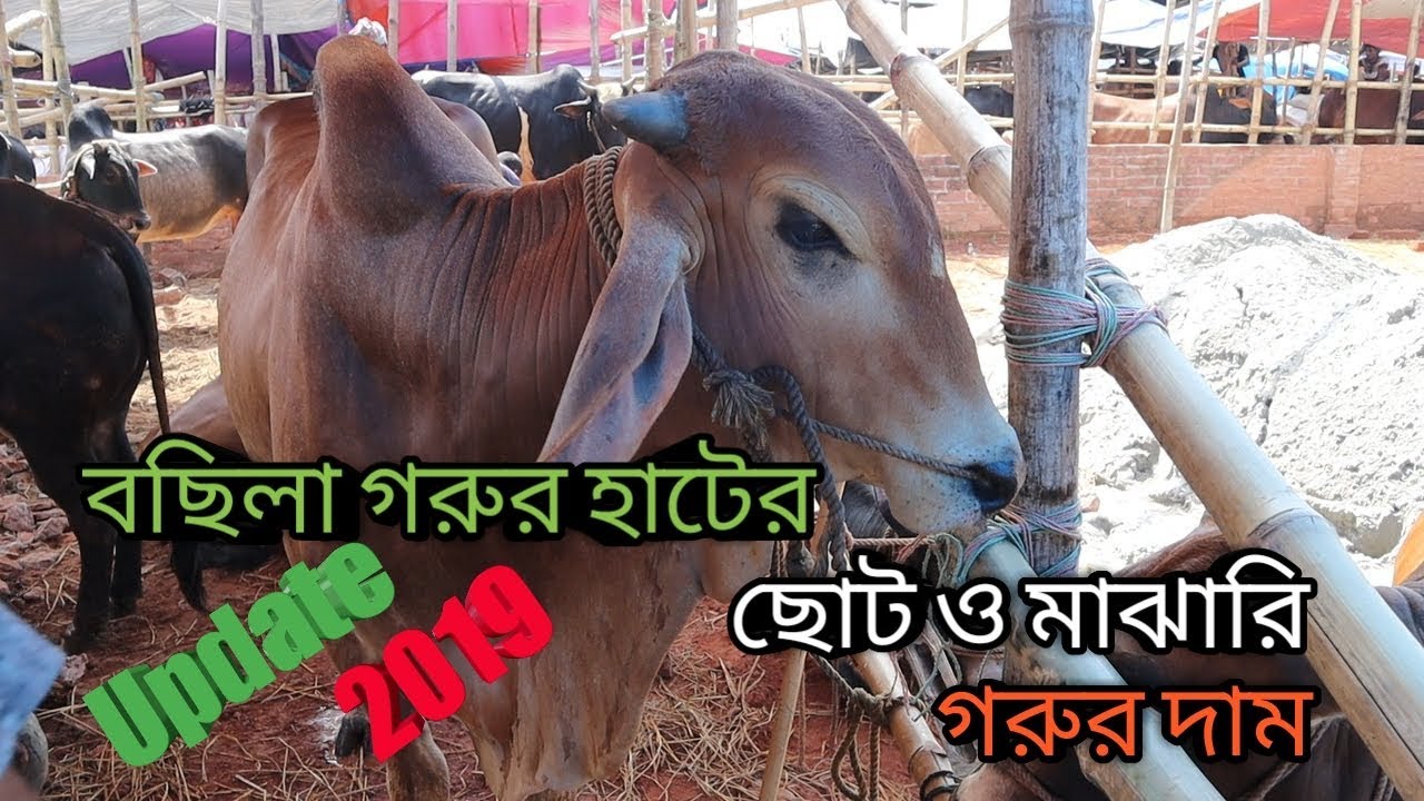 Gorur haat bosila 2019 | bosila gorur haat | mohammadpur gorur haat ...