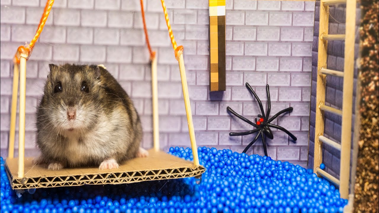 🐹 Hamster Escapes the Creative Maze for Pets in real life 🐹 in Hamster ...