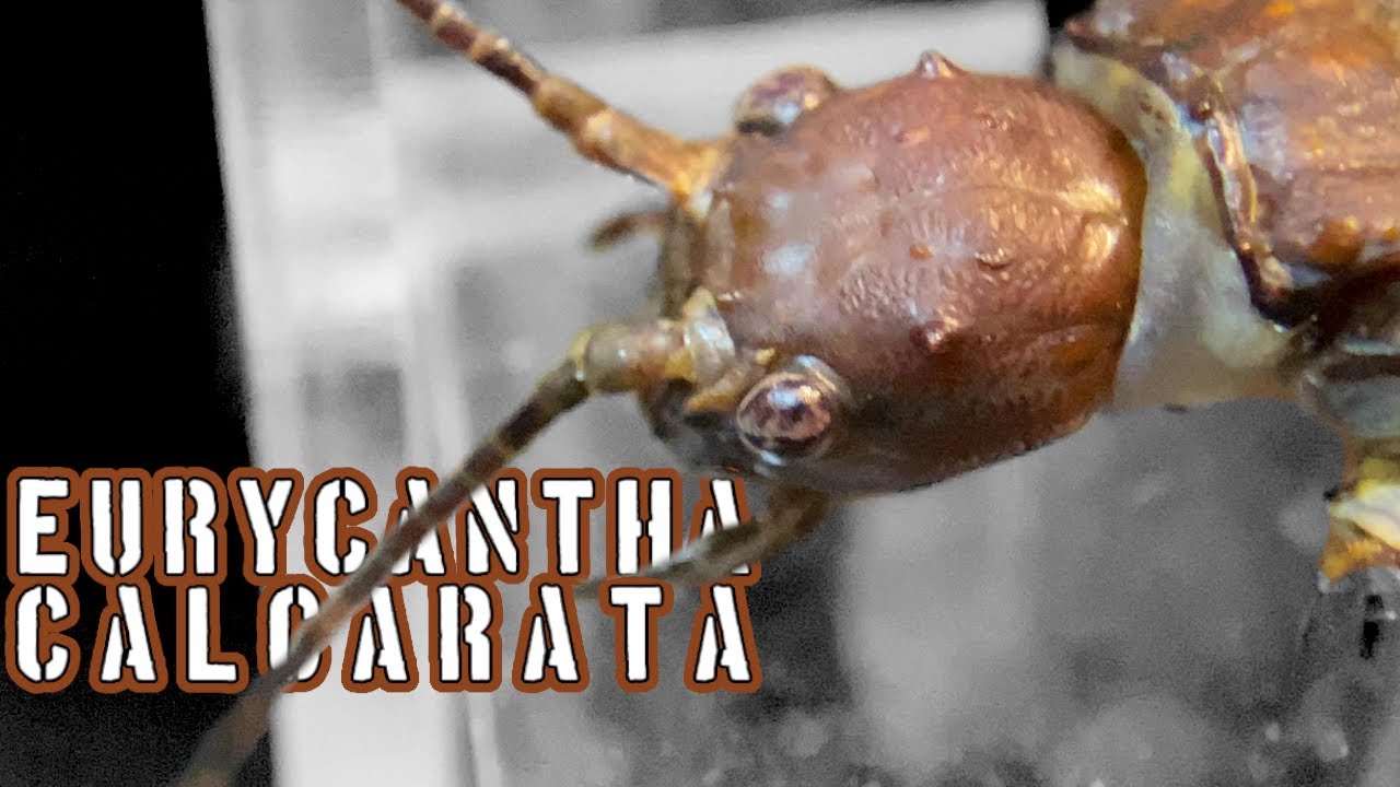 Eurycantha calcarata Stick Insects #stickinsect #inverts - YouTube