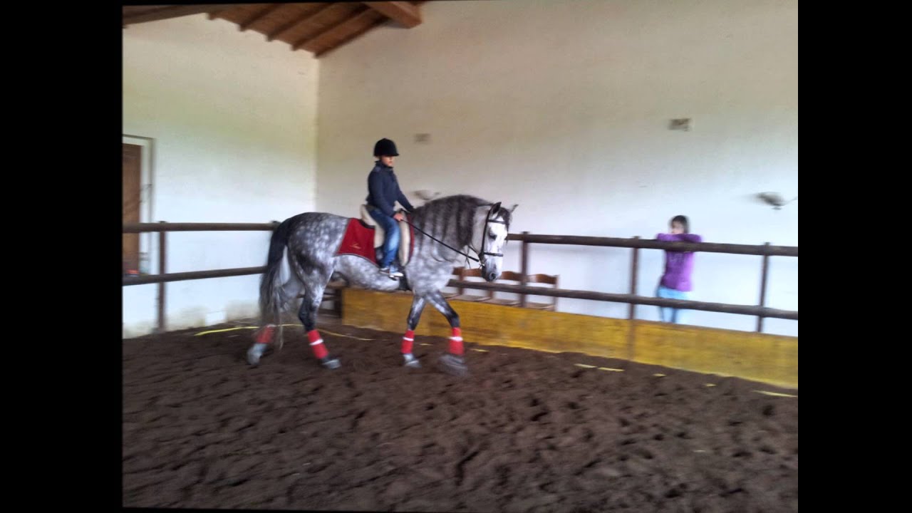 Yeguada Felcino Cavallo Monta Classica Monta Vaquera Alta Scuola ...
