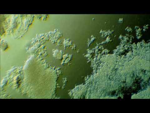 A World of Bacteria in Greek Yogurt