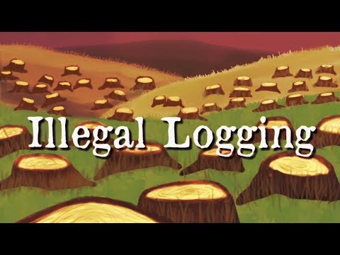 Illegal Logging- 1st place National STEM Animation - YouTube