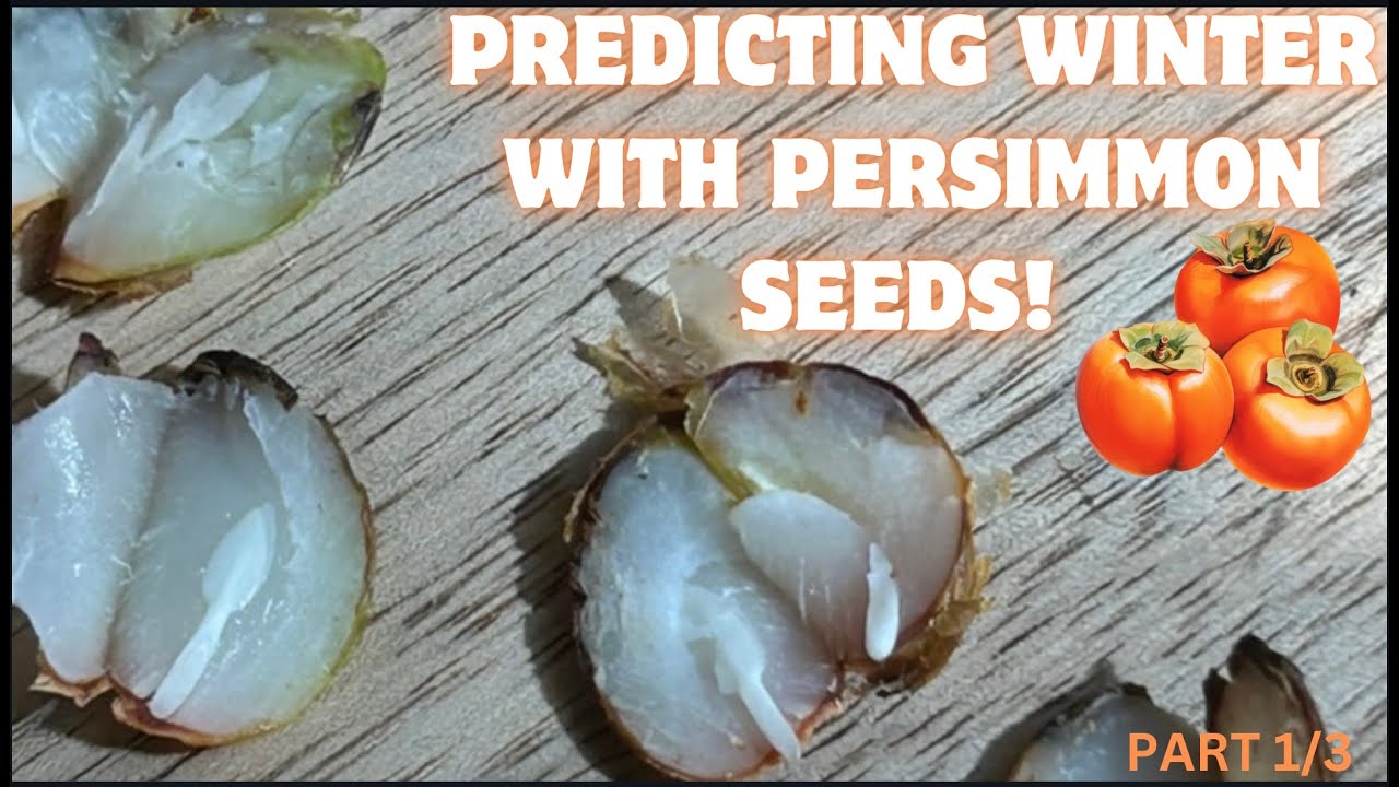 Can a Fruit Seed Forecast Snow? Testing the Persimmon Winter Prediction ...