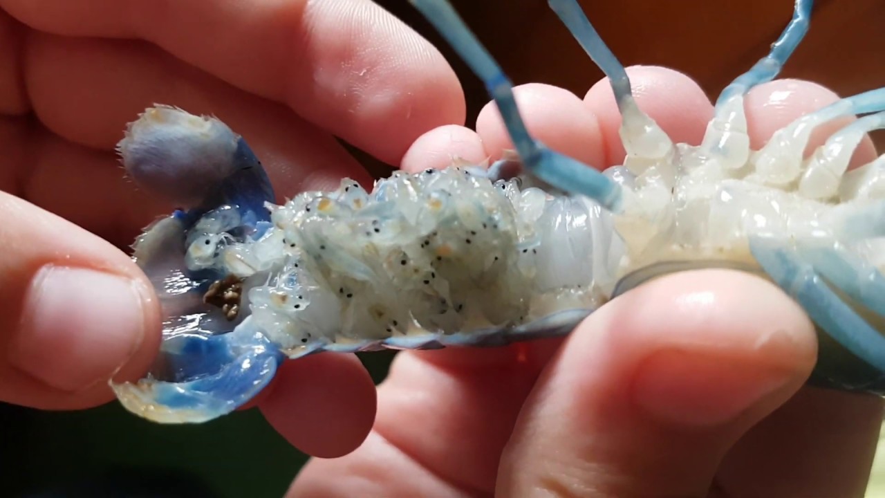 Eve the Yabby has Babies! - YouTube