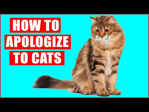 How to Apologize to Your Cat