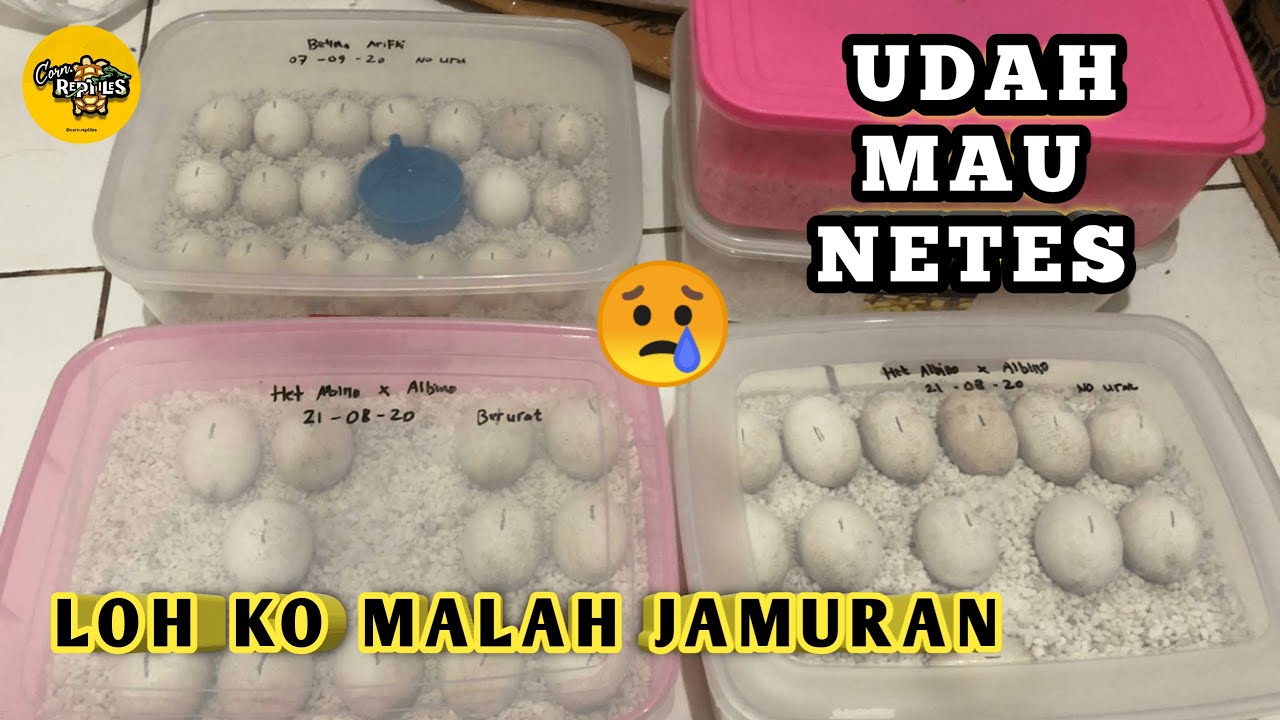 PENANGANAN TELUR IGUANA YANG BERJAMUR !!! - YouTube