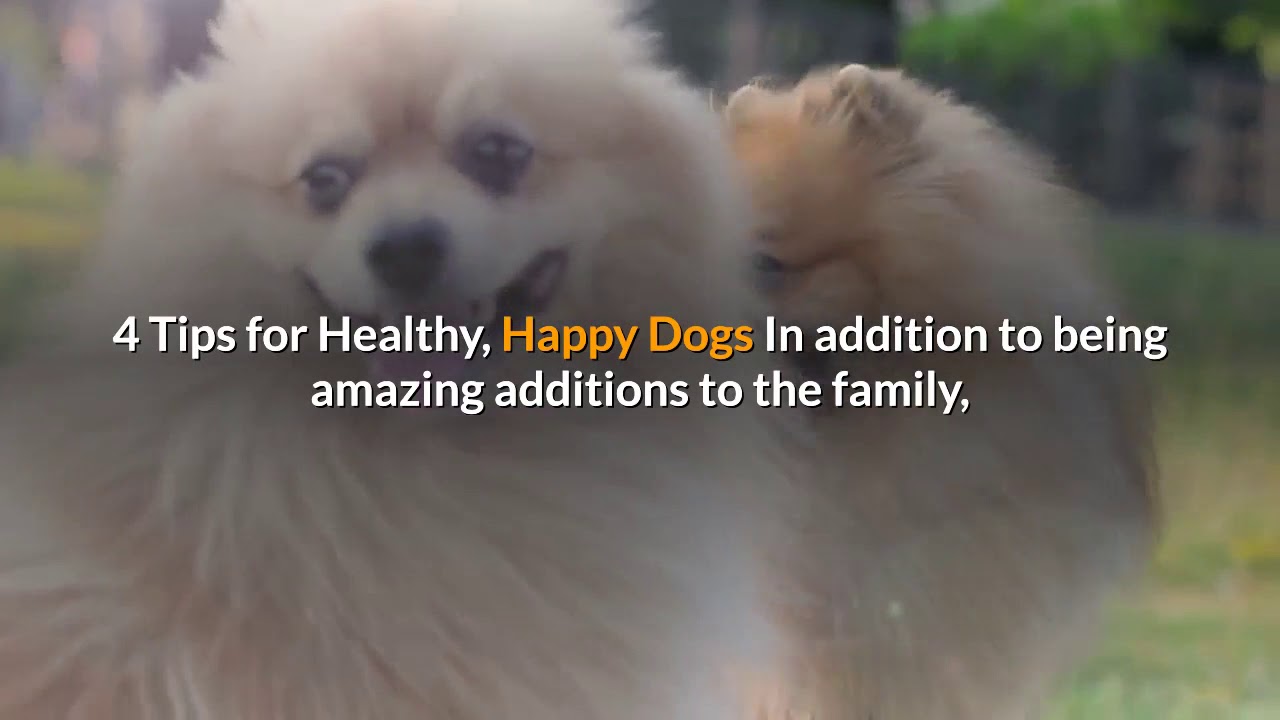 Raising a Puppy? 4 Tips for Healthy, Happy Dogs - YouTube