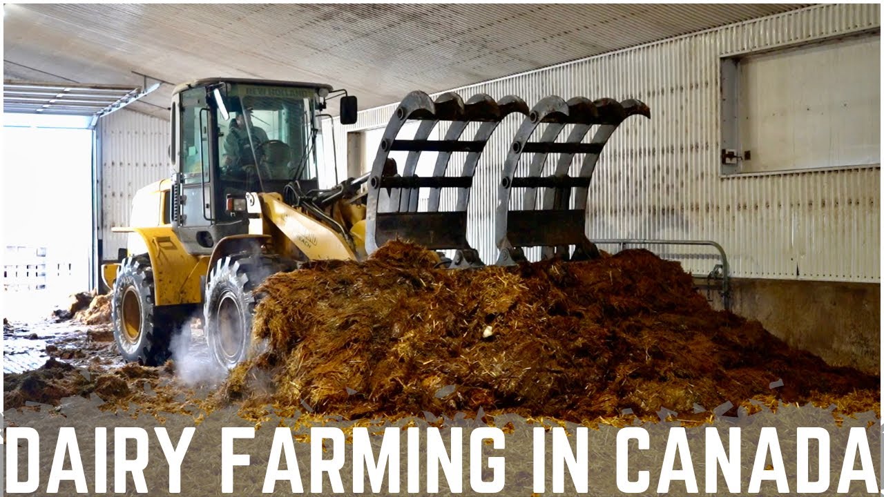 Moving Out The Biggest Group Of Calves We've Ever Done! - YouTube