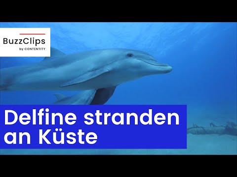 17 Delfine stranden an der französischen Küste