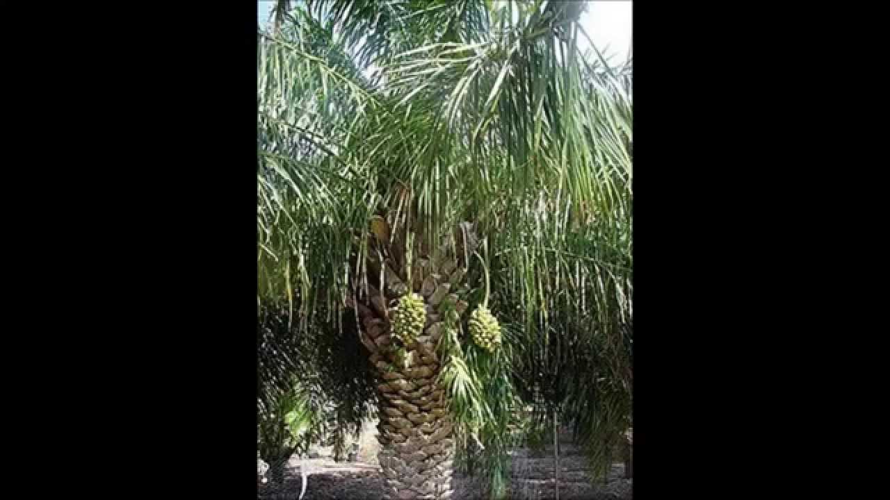 El Motacú (Scheelea princeps) - YouTube