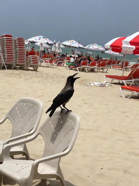Banana Beach. “las cornejas afirman que una sola corneja puede destruir ...