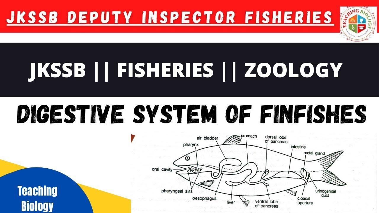Digestive System Of Finfishes||Crack Fisheries Exam||Jkssb||Zoology ...