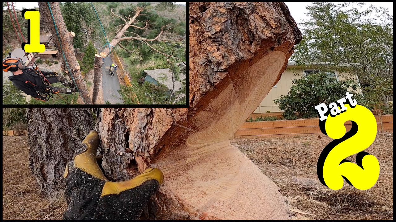 Basic Tree-Tools and Techniques Pt. 2 - YouTube