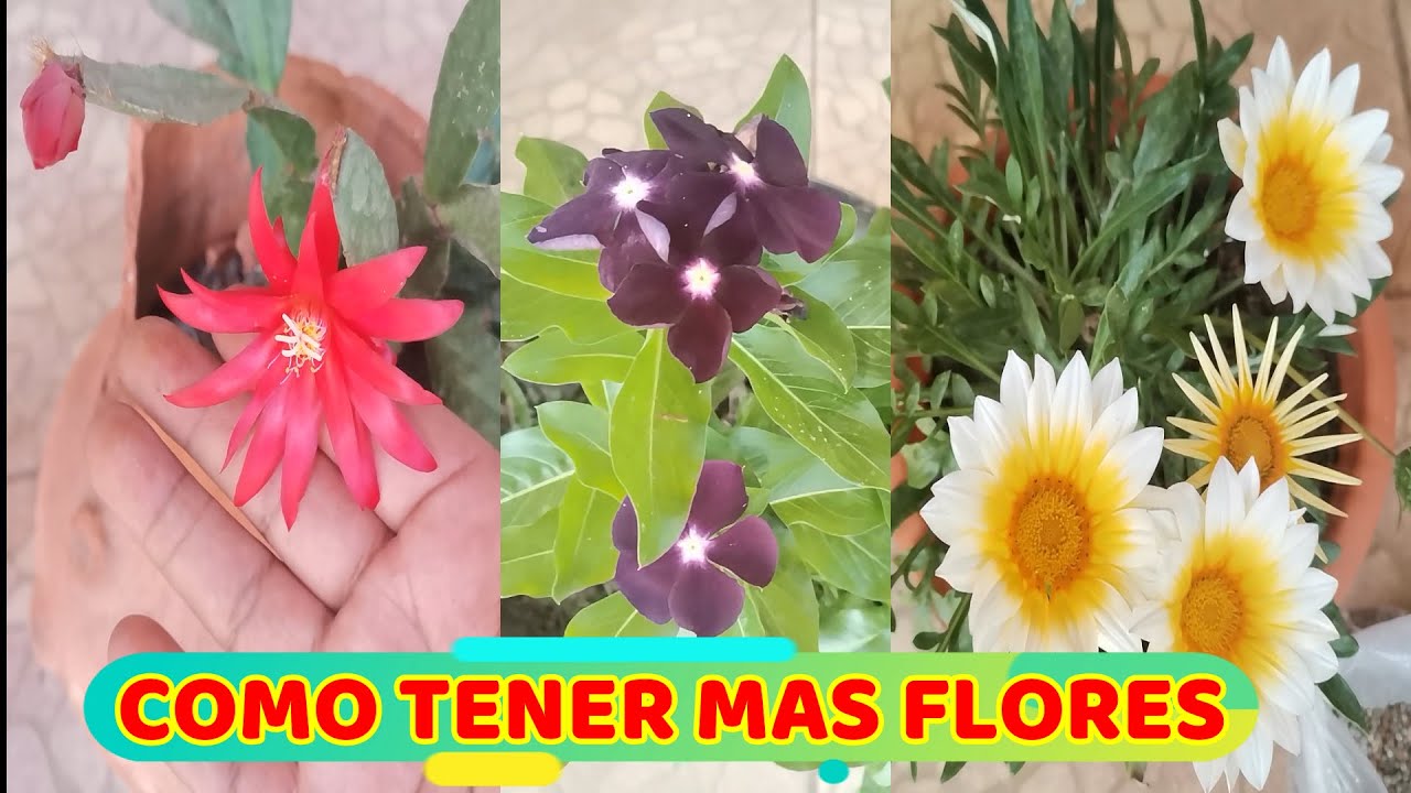 COMO HACER FLORECES MIS PLANTAS, TRUCOS PARA TENER MAS FLORES SIEMPRE ...