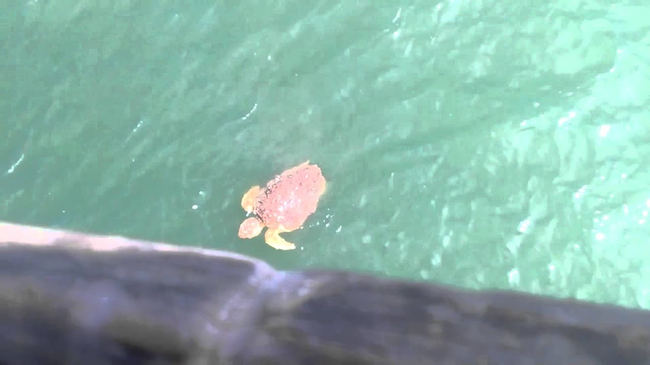 Apache Pier, Myrtle Beach South Carolina - YouTube