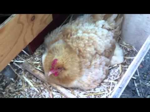 Broody hen set up - YouTube