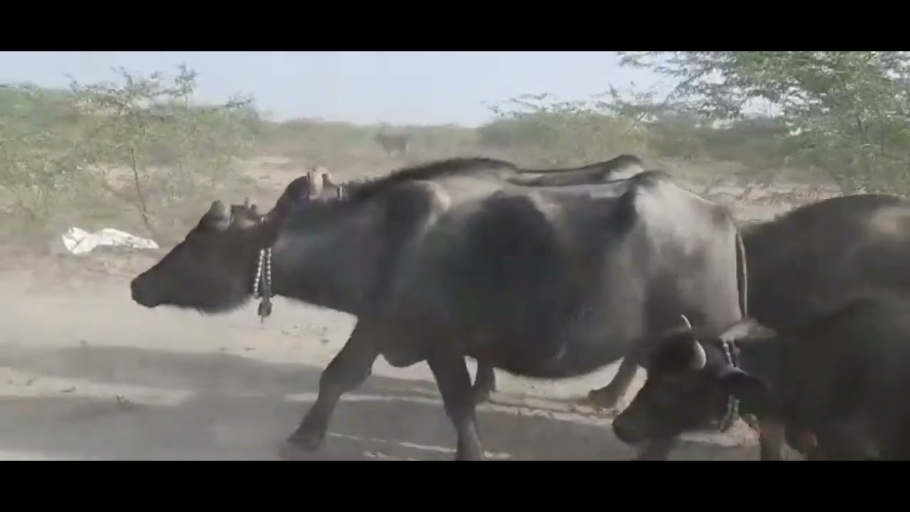 Sindhi original buffelo beautiful video Kutch Gujarat Banni vistar ...