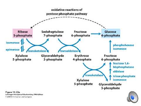 Chapter 14 Pentose pathway - YouTube