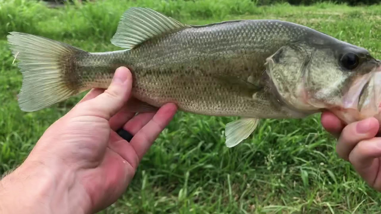 WEE FROG CATCHES BASS!! - YouTube