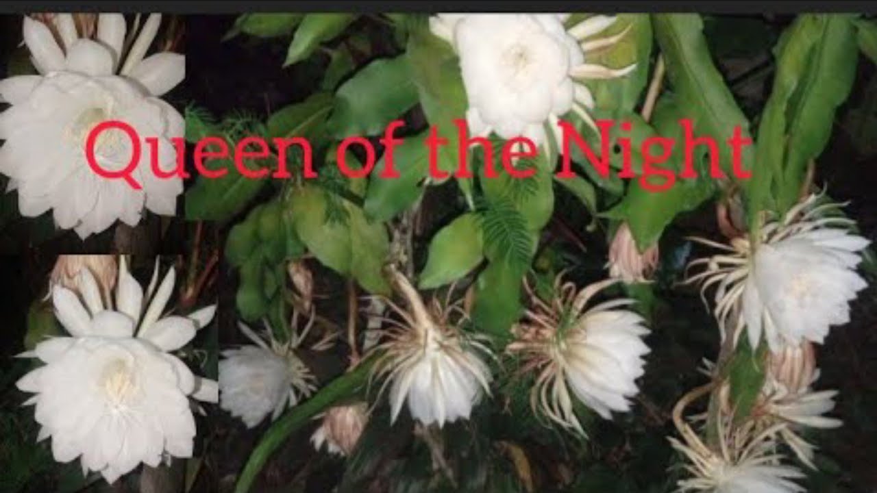 Bethlehem Flower - The Queen of Night - Brahma kamal phool - YouTube