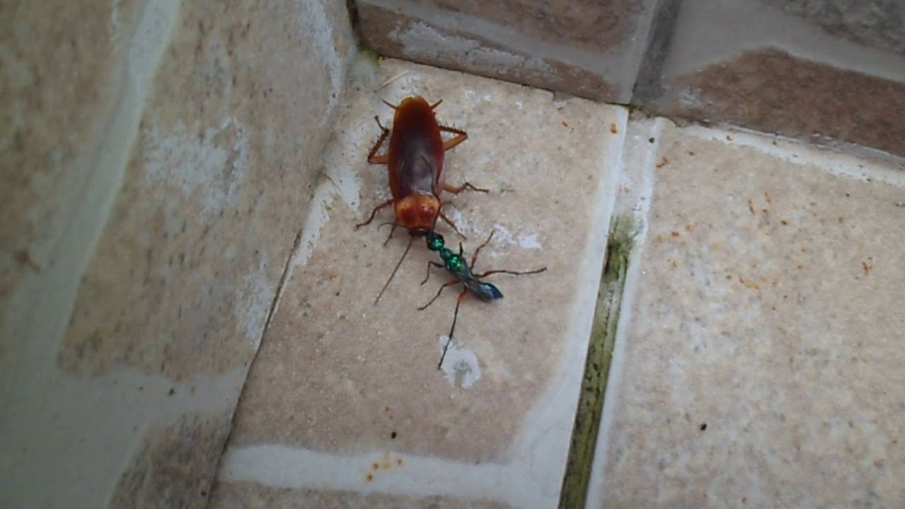 Briga de insetos, quem leva a melhor? - YouTube