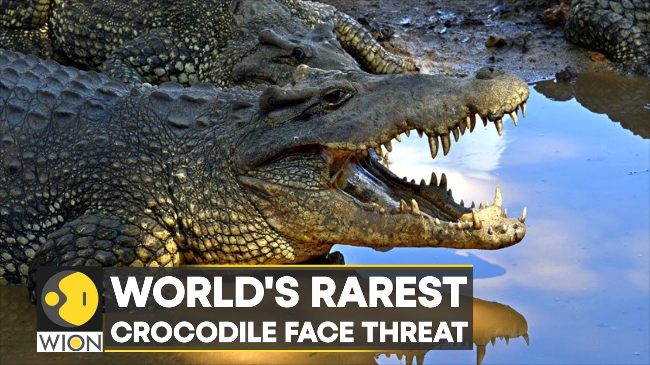 WION Climate Tracker: Scientists race to save one of world's rarest ...