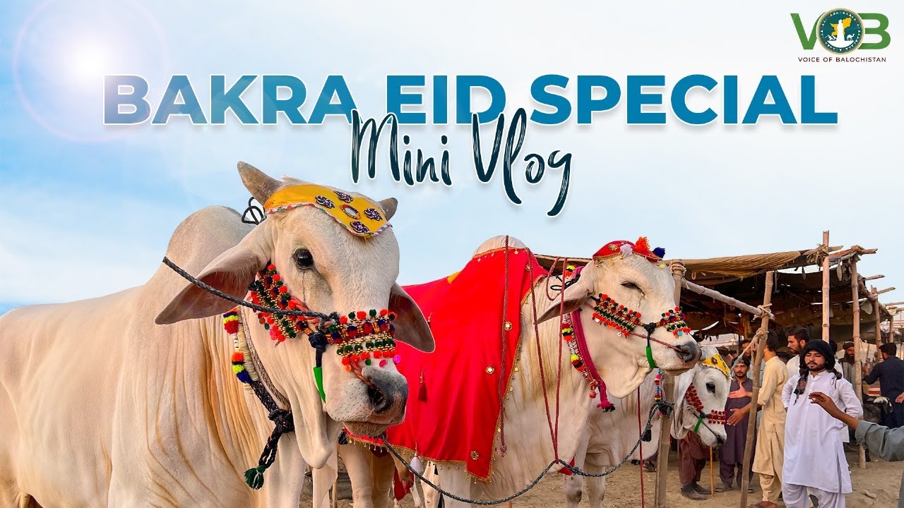 Bakra Mandi Quetta l Bakra Eid - YouTube