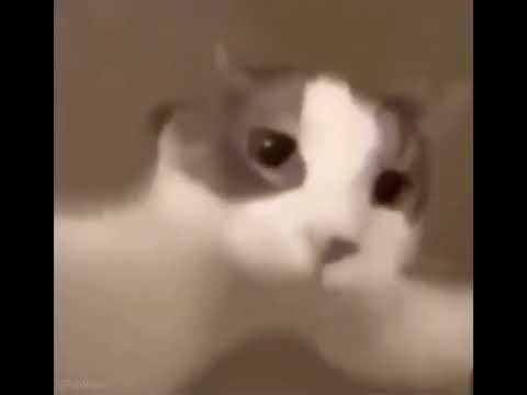 cat kisses camera meme