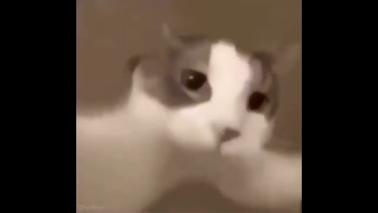 cat kisses camera meme - YouTube