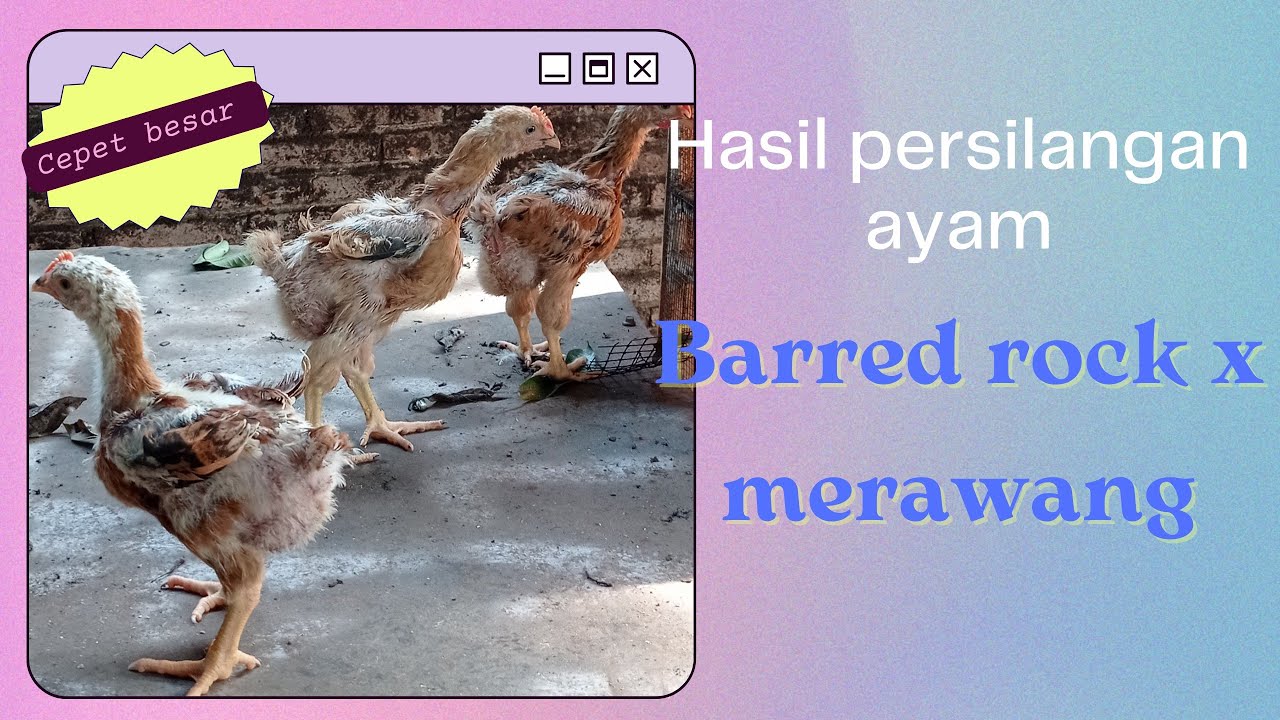 hasil persilangan jantan Barred rock x betina merawang - YouTube