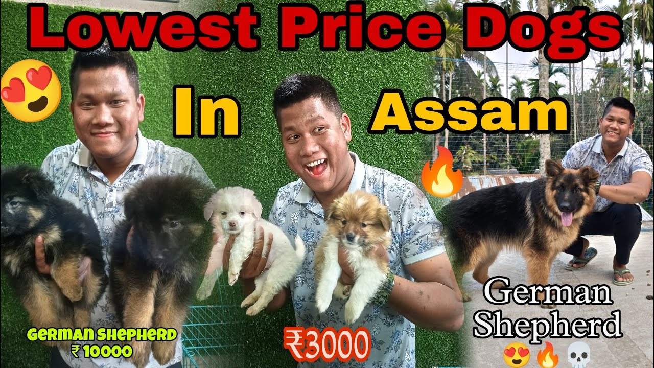 Cheapest Dog Market In Assam 🐶😍🔥 || Staring From Rs 3000 Only 😱|| Assam ...