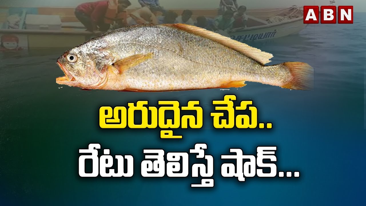 అరుదైన చేప ....రేటు తెలిస్తే షాక్ | Fisherman Catches Rare Kachidi Fish ...