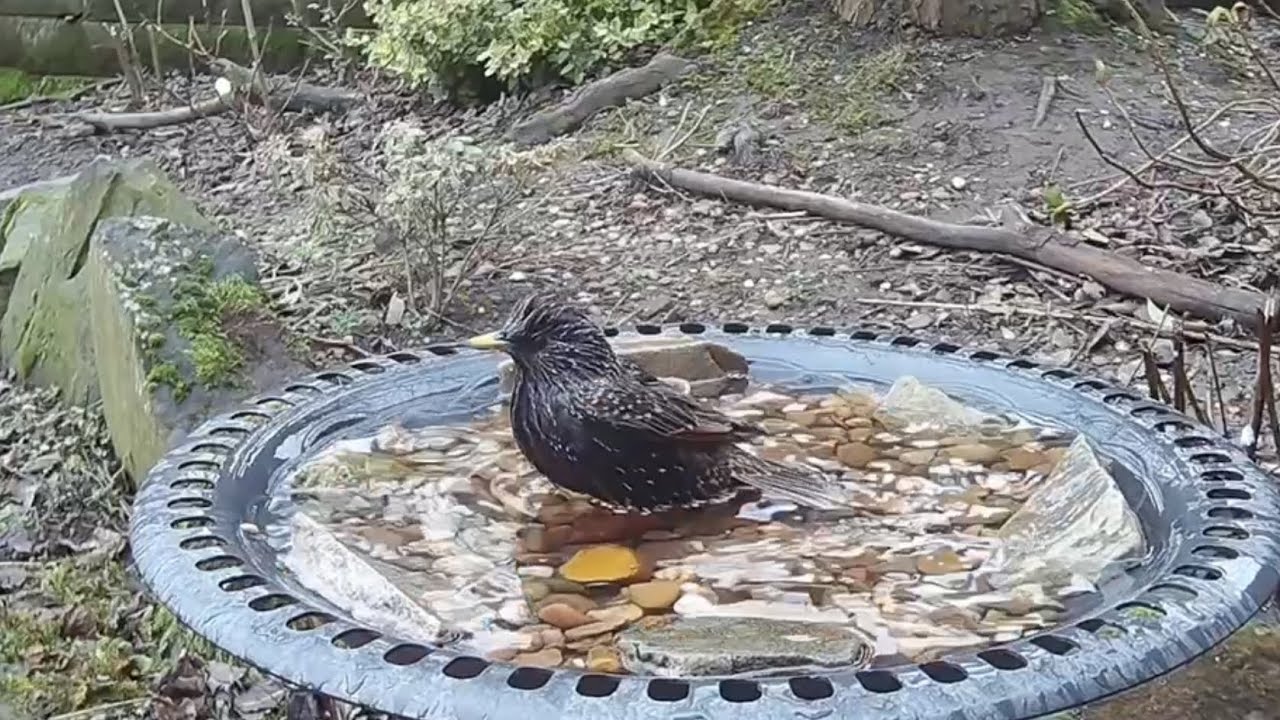 Starling birds enjoying a dip in the garden bird bath - YouTube