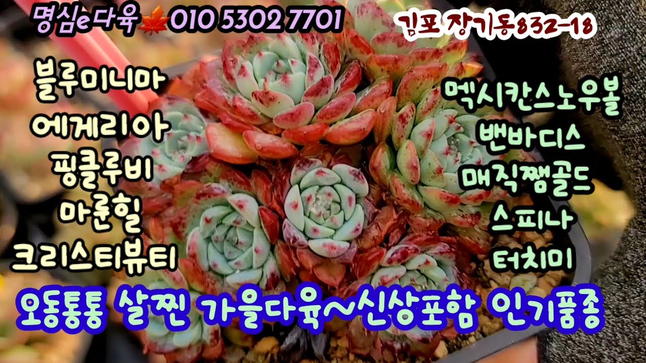 명심e다육에 오동통다육 살찐군생들 에게리아 블루미니마 핑클루비 멕시칸스노우볼 매직쨈골드🍁귀여운묵둥5개만원🍁명심e다육010