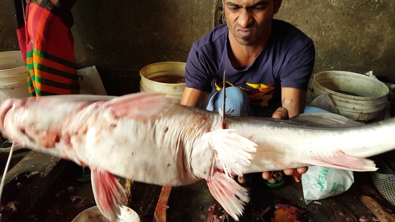 Big Long Whiskers Catfish Slice | Catfish Cut into Nice Pieces at Fish ...