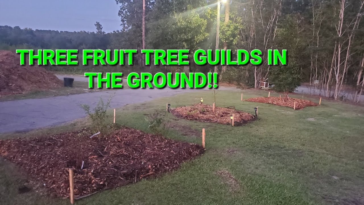 Now three are THREE FRUIT TREE GUILDS in the Ground. Apple 🍎, Peach 🍑 ...
