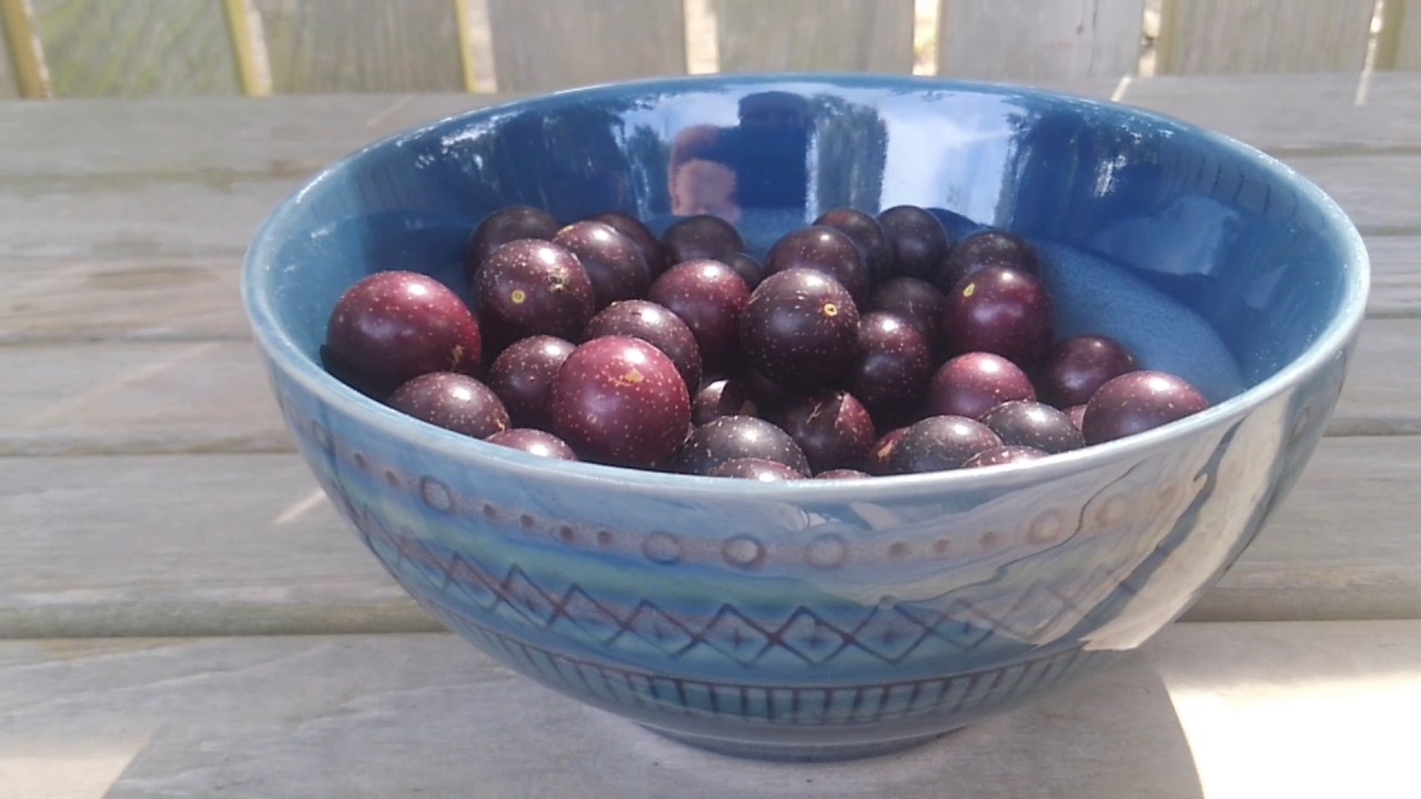 Muscadine grapes wild edibles of Texas - YouTube