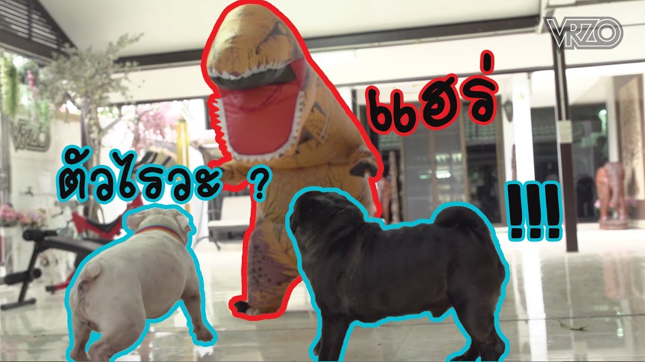 พี่ปลื้มใส่ชุดไดโนเสาร์ไปเจอแก๊งน้องหมา l VRZO - YouTube