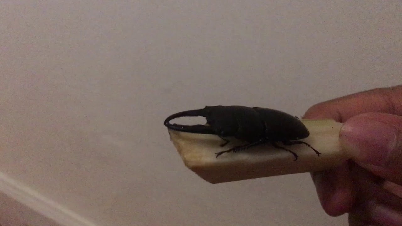 Beetle Unboxing | Dorcus Taurus, Stag beetle - YouTube