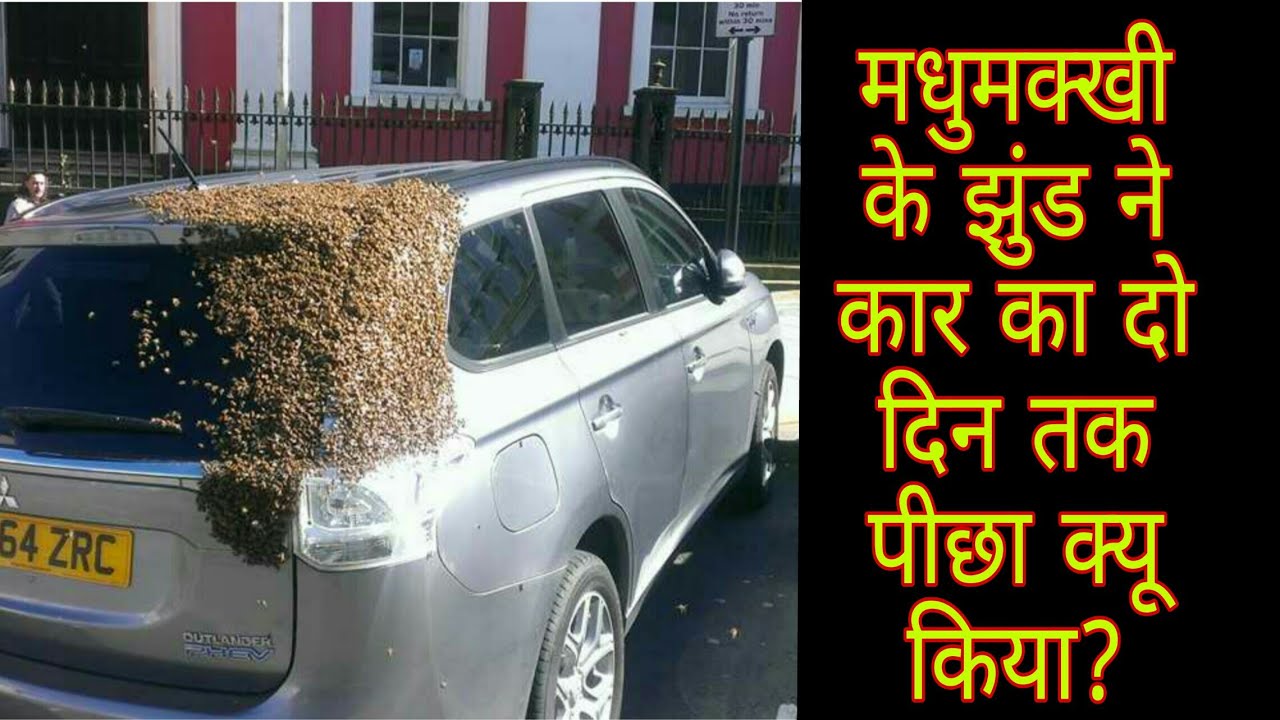 Why honey bees follow a car? ।। मधुमक्खियों के झुंड ने दो दिनों तक एक ...
