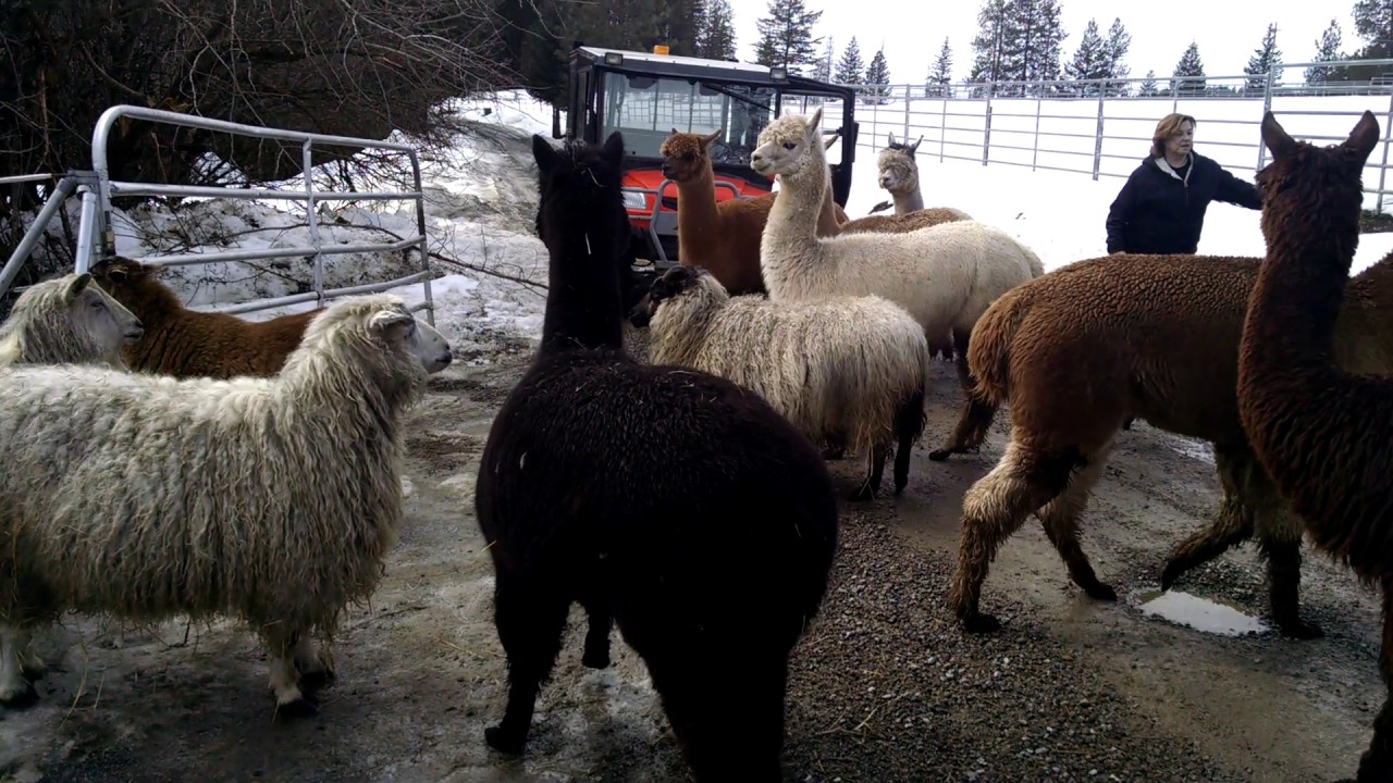 Alpaca herding- Seven Stars Alpaca farm. Idaho - YouTube