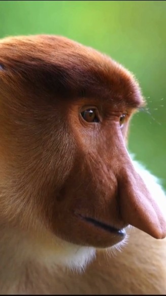 Meet the WILDEST Monkey in the World (Proboscis Monkey) #wildlife # ...