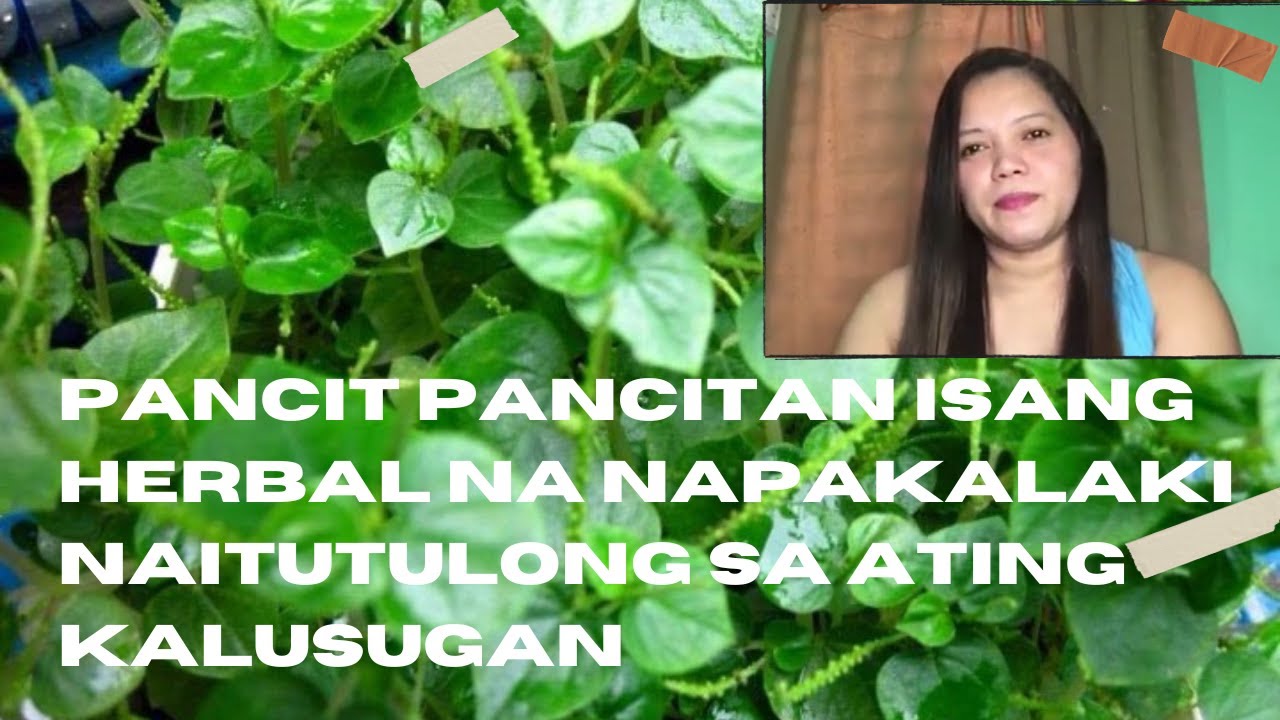 Pansit Pansitan Plant